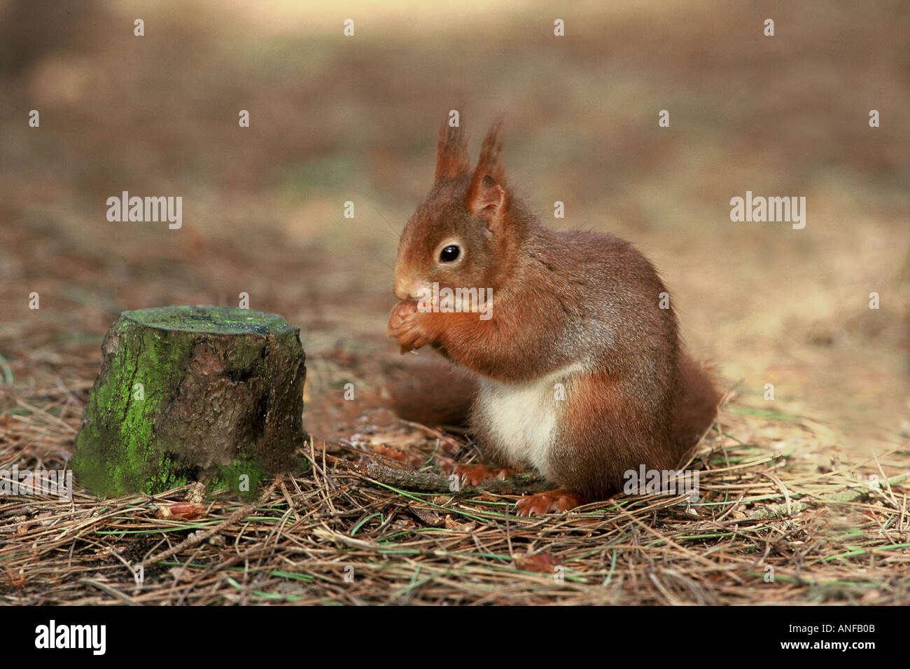 British english formby liverpool english nature reserve red squirrel ...