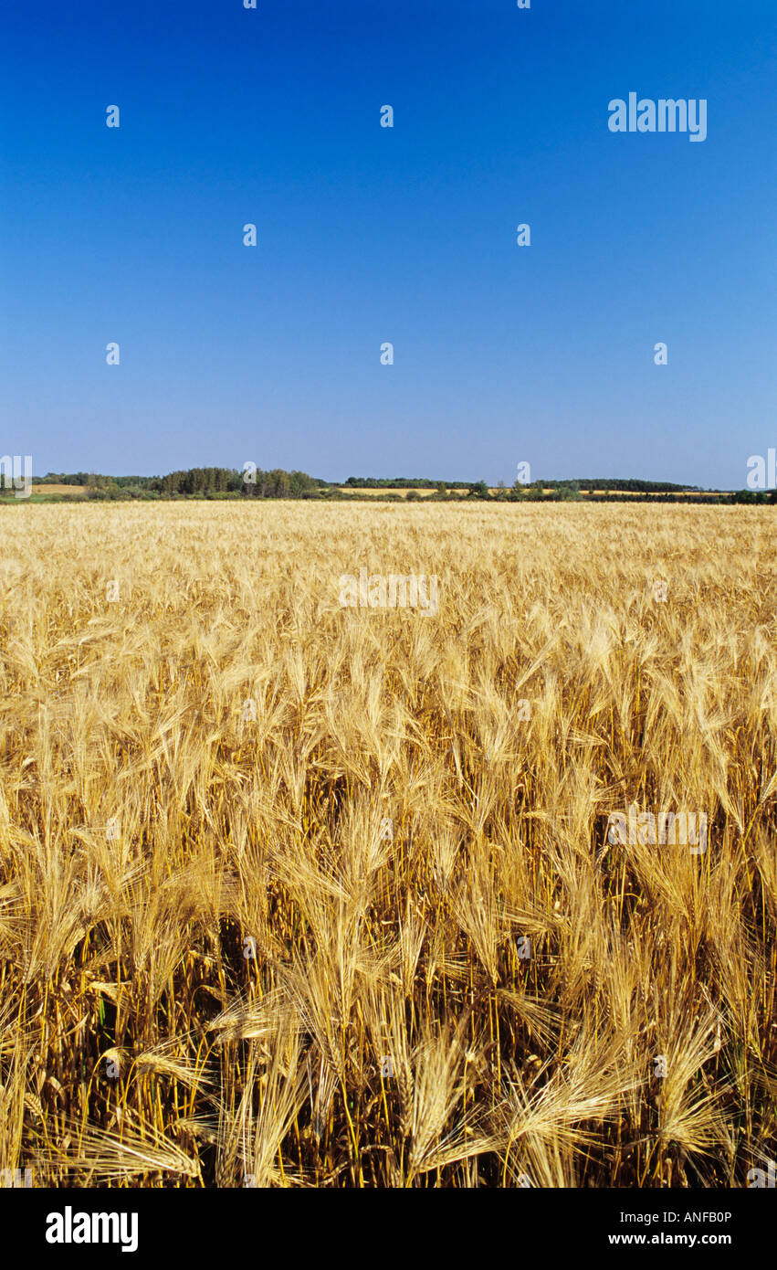 Malting 6 row barley hi-res stock photography and images - Alamy
