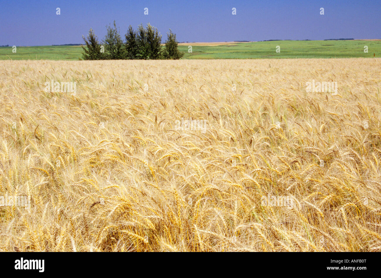 Canada western red winter wheat hi-res stock photography and images - Alamy