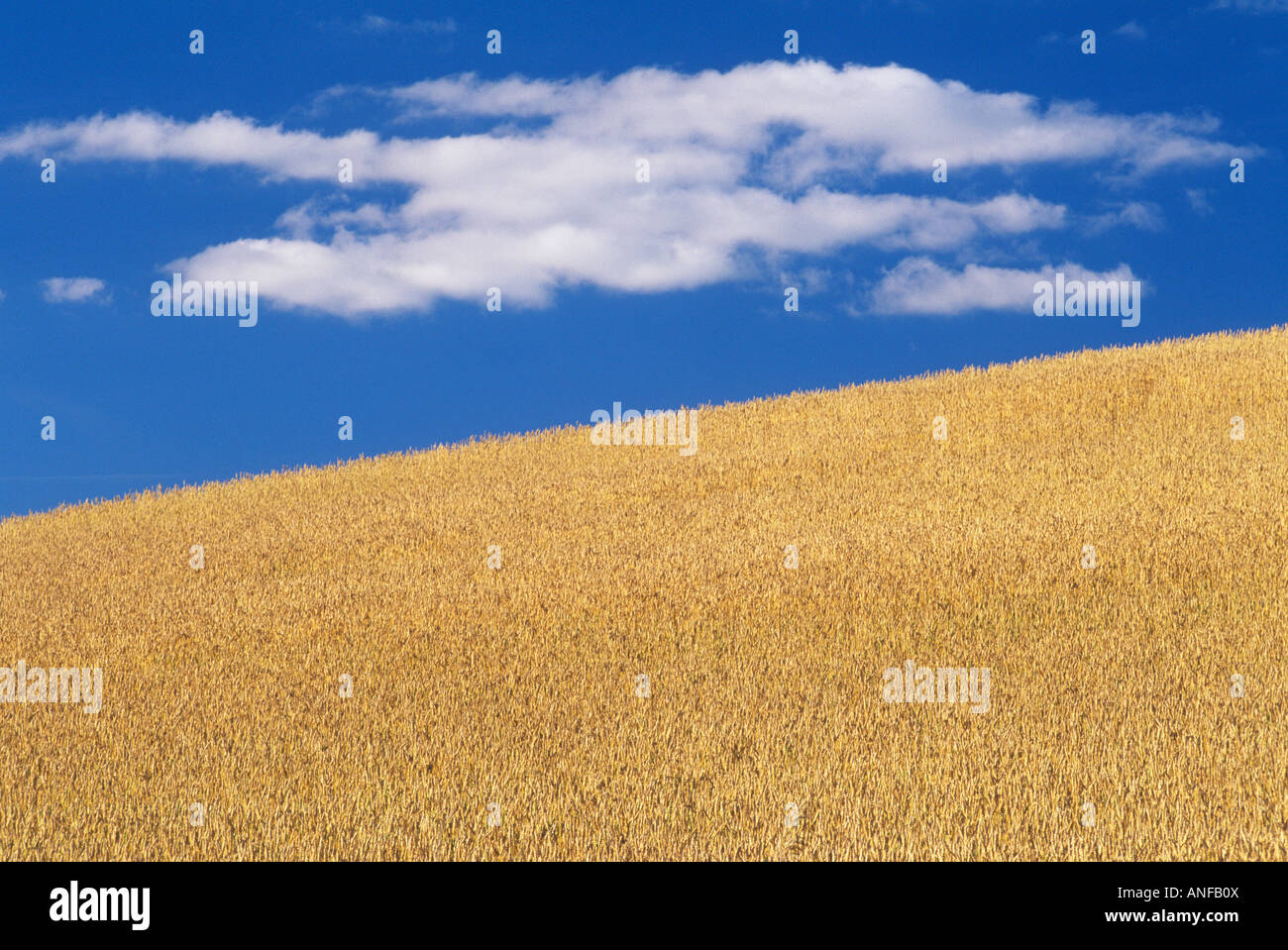 Western red spring wheat hi-res stock photography and images - Alamy