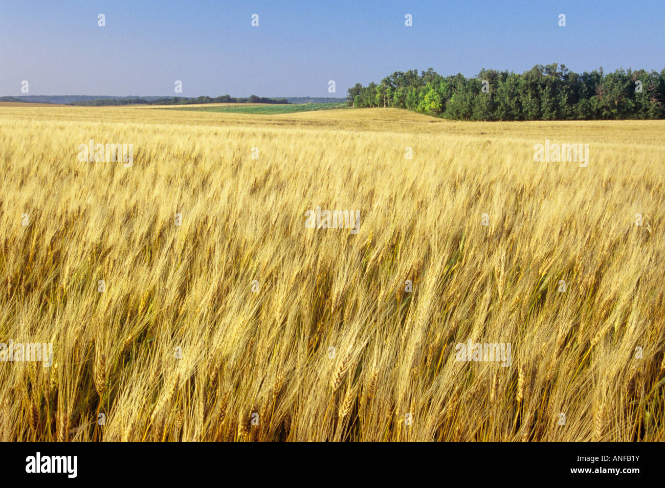 Canada western amber duram wheat hi-res stock photography and images ...