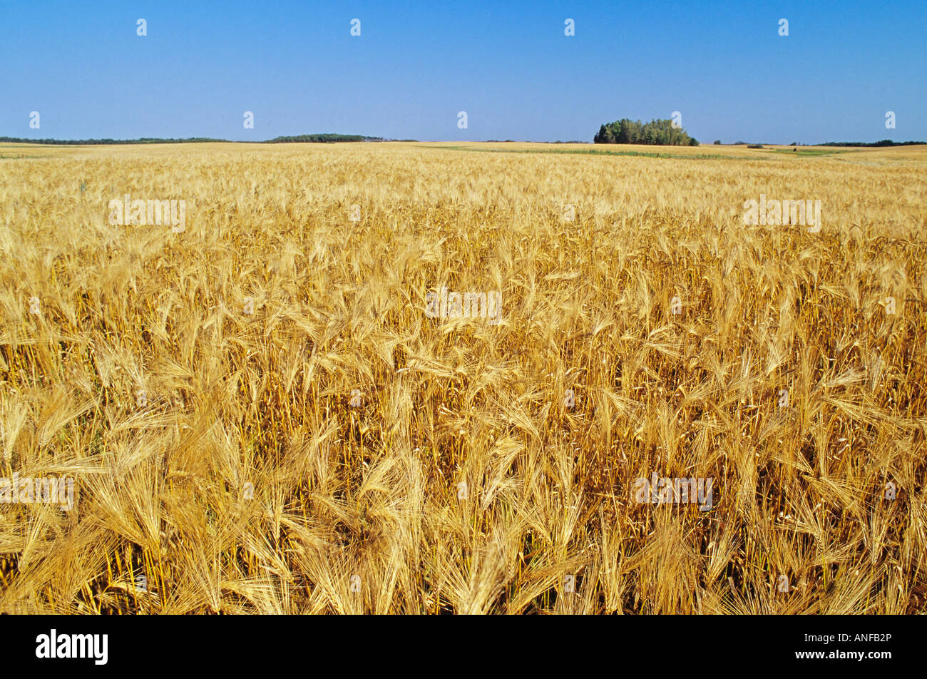 Malting-6-Row Barley, Shoal Lake, Manitoba, Canada Stock Photo - Alamy