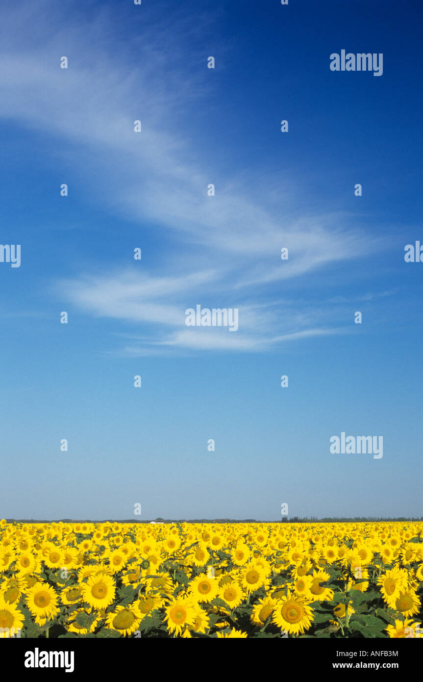 Sunflowers, Dugald, Manitoba, Canada Stock Photo - Alamy