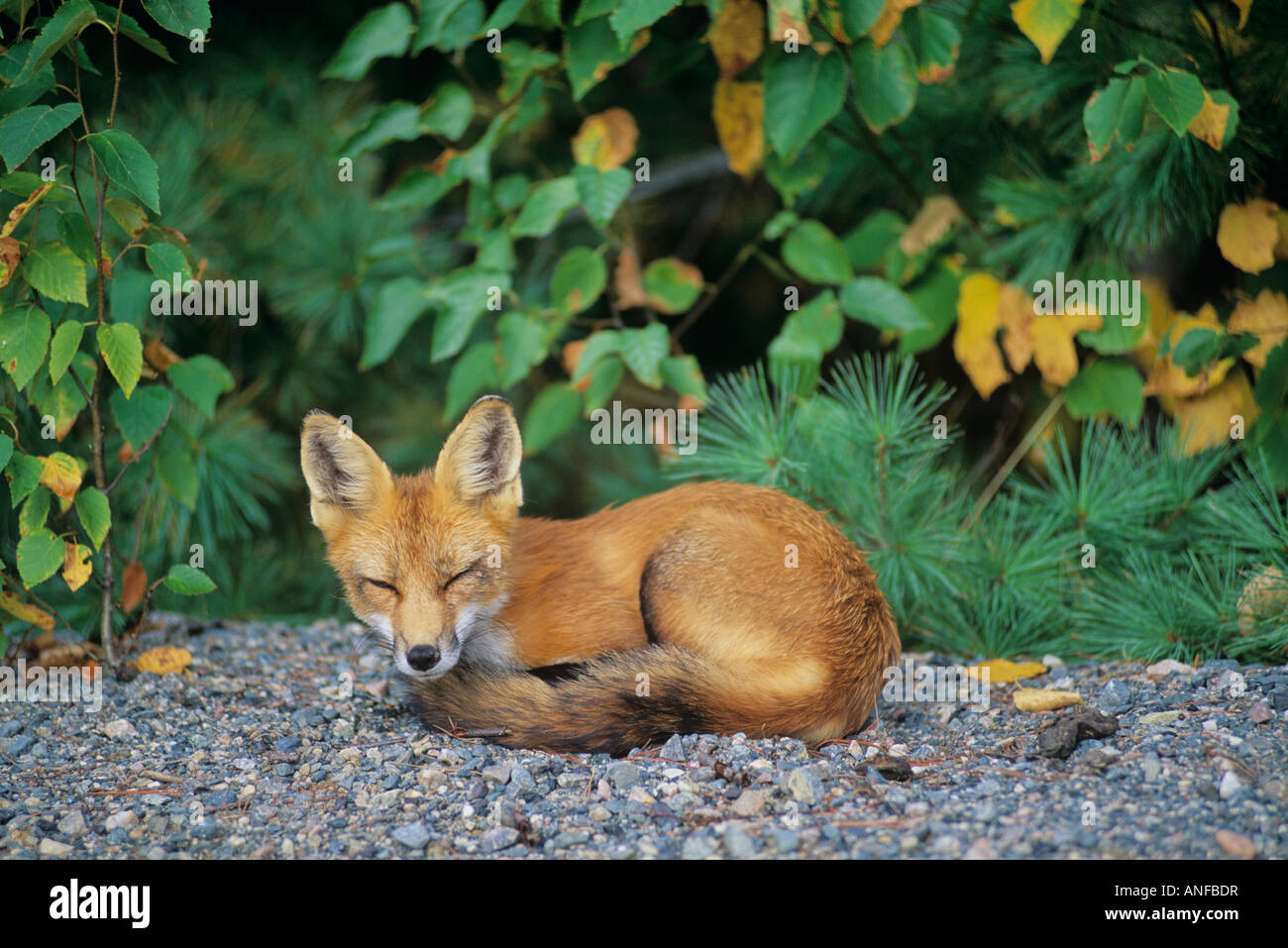 Red fox catching some sleep hi-res stock photography and images - Alamy
