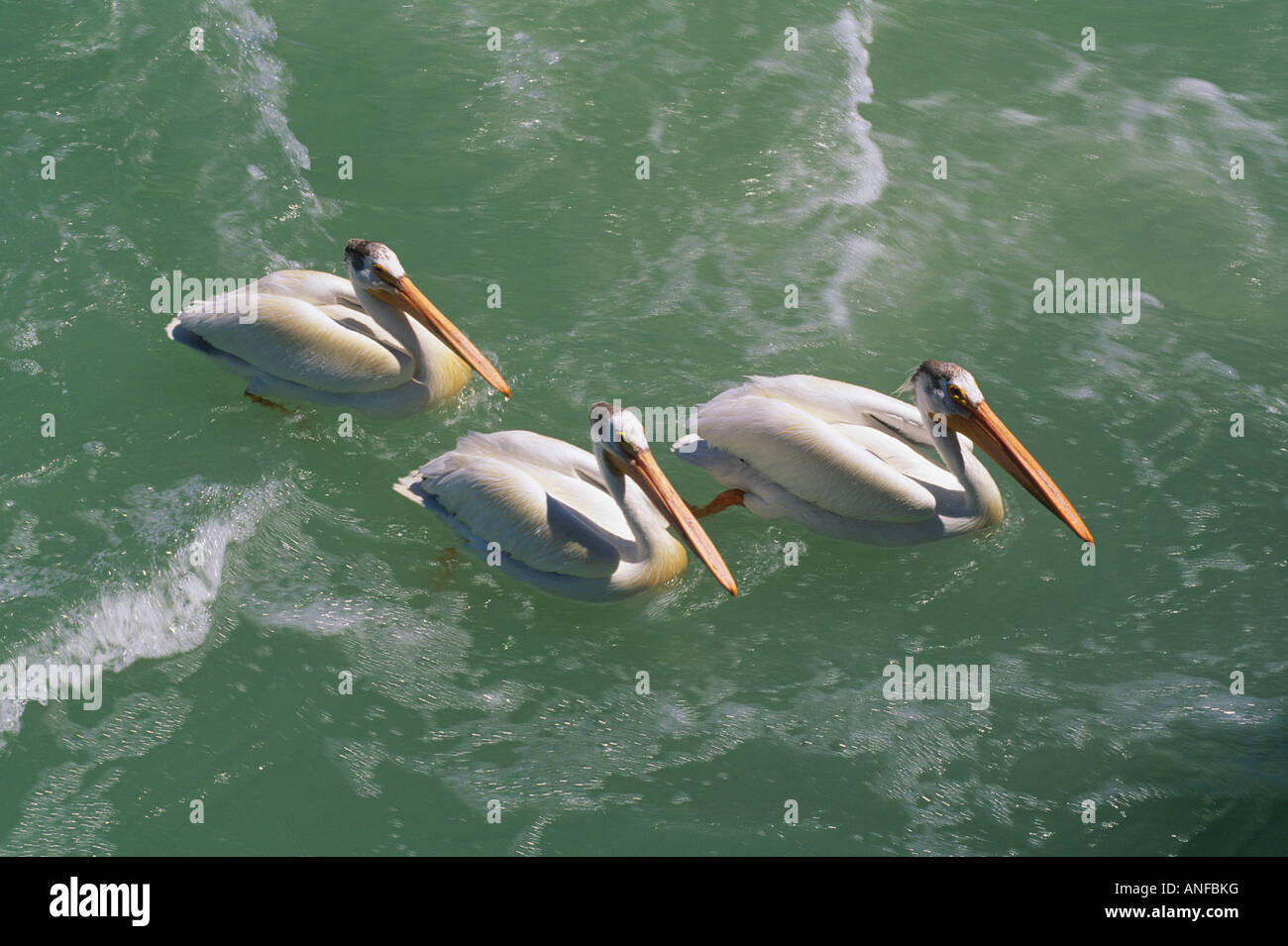 white pelicans fairford, manitoba, Canada Stock Photo - Alamy