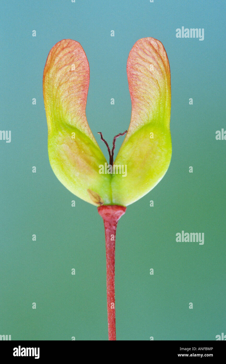 Maple samara, sudbury, ontario, Canada Stock Photo - Alamy