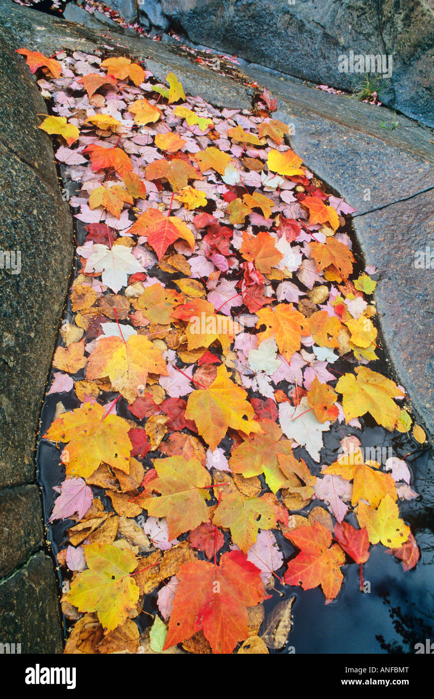 Leaves of a hi-res stock photography and images - Alamy