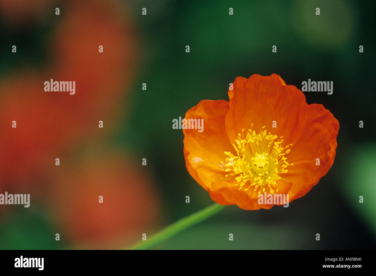 poppy in country garden, victoria beach, manitoba, Canada Stock Photo ...