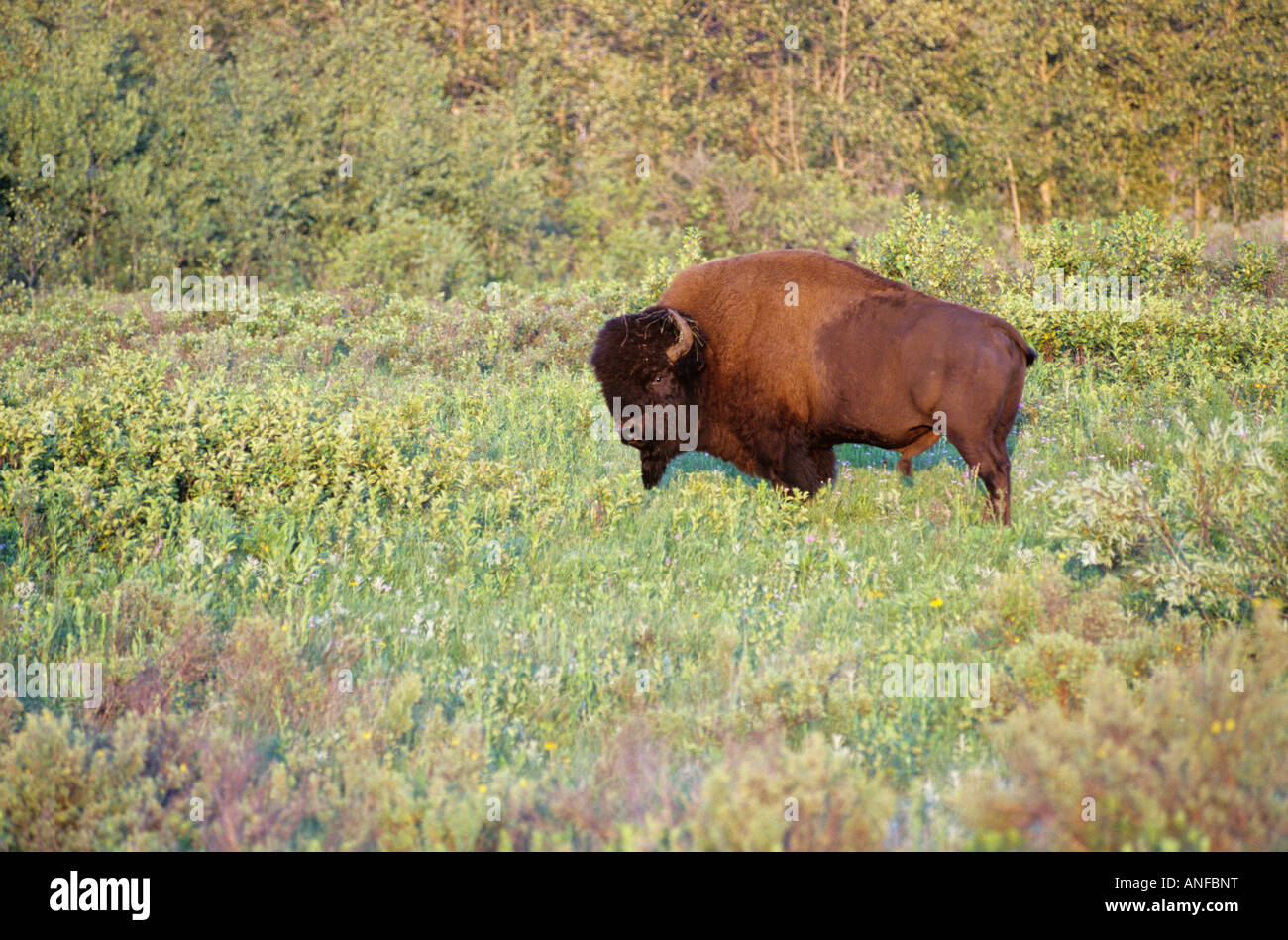 Plains bison, riding mountain national park, manitoba, Canada Stock ...