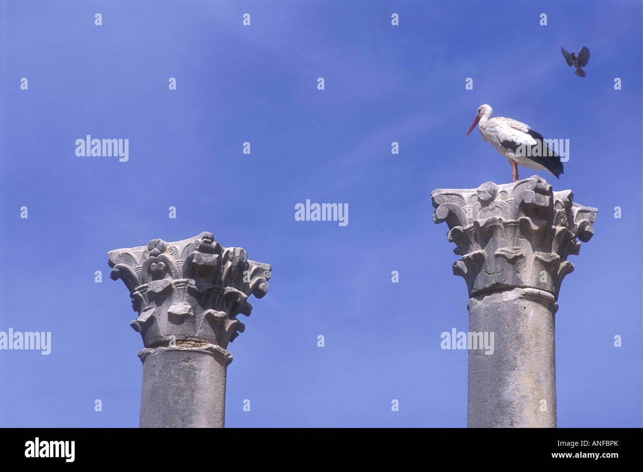 European White Stork nesting on top of a pillar in Roman ruins at ...