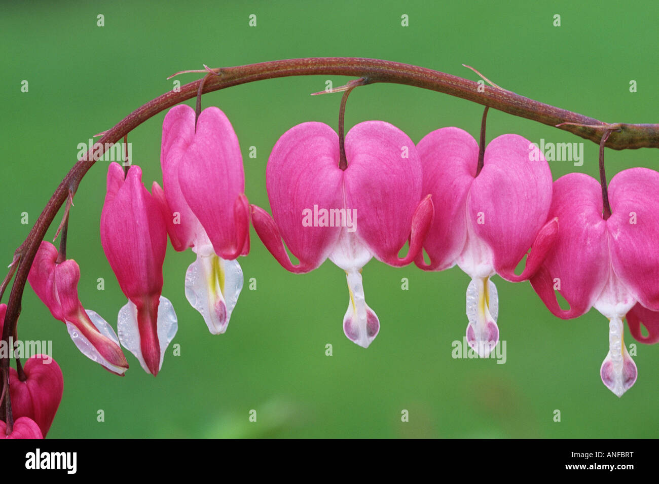 Bleeding hearts in garden hi-res stock photography and images - Alamy