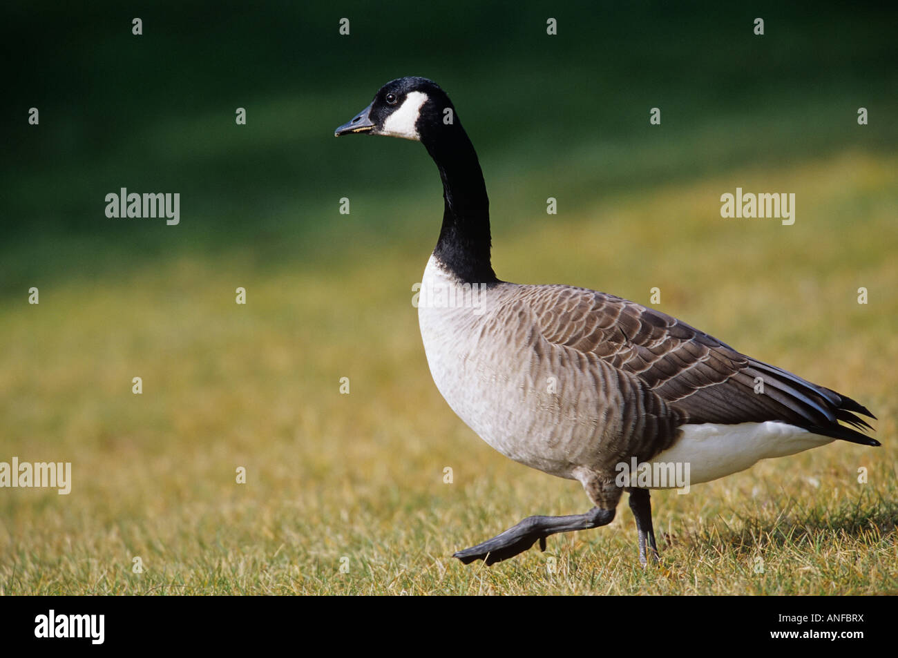 Marching field hi-res stock photography and images - Alamy