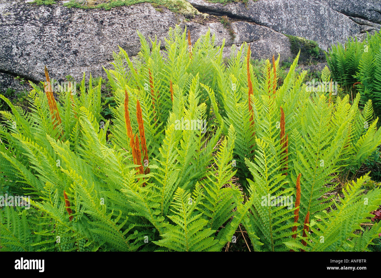 Ferns in peggy's cove, nova scotia, Canada Stock Photo - Alamy