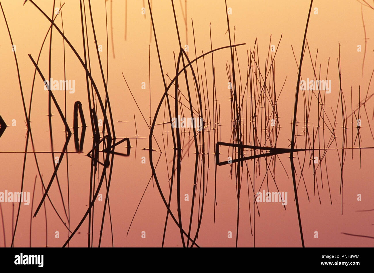 Reed patterns on childs lake hi-res stock photography and images - Alamy