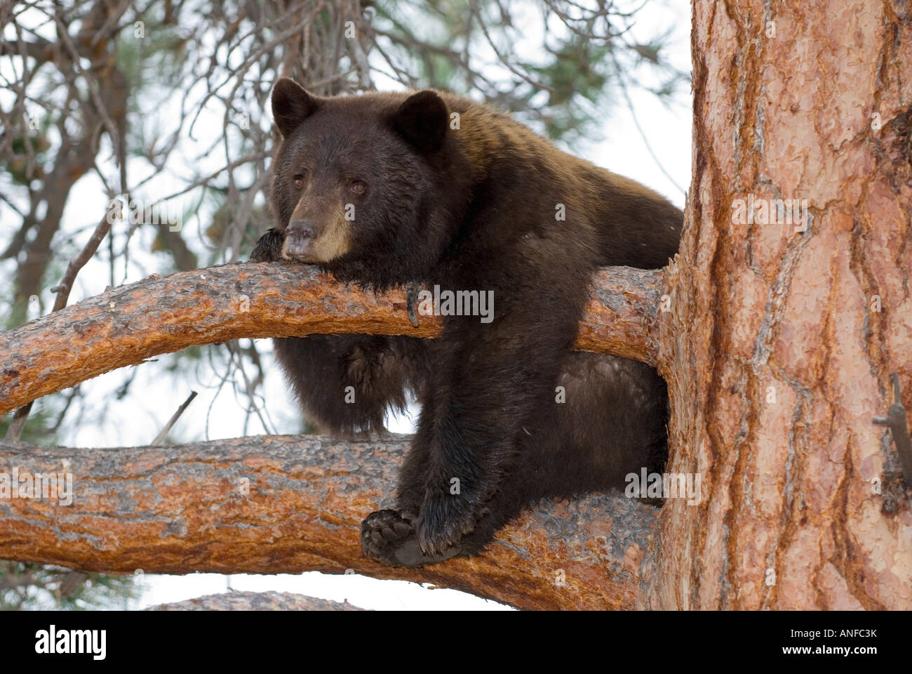 Large sow black bear hi-res stock photography and images - Alamy