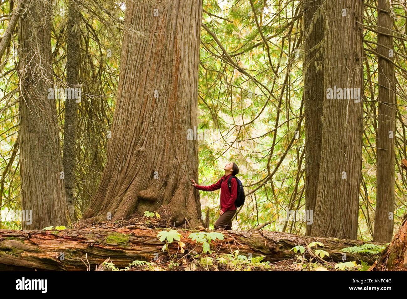 Island Lake Resort in the Lizard Range near Fernie, British Columbia ...