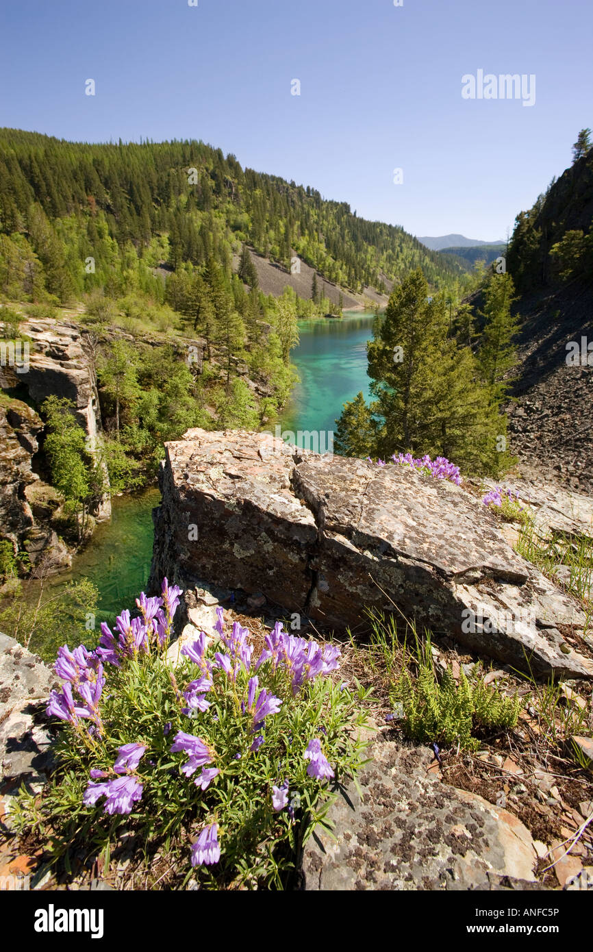 Cliff penstemon (penstemon rupicola) growing on cliff overlooking Lower ...