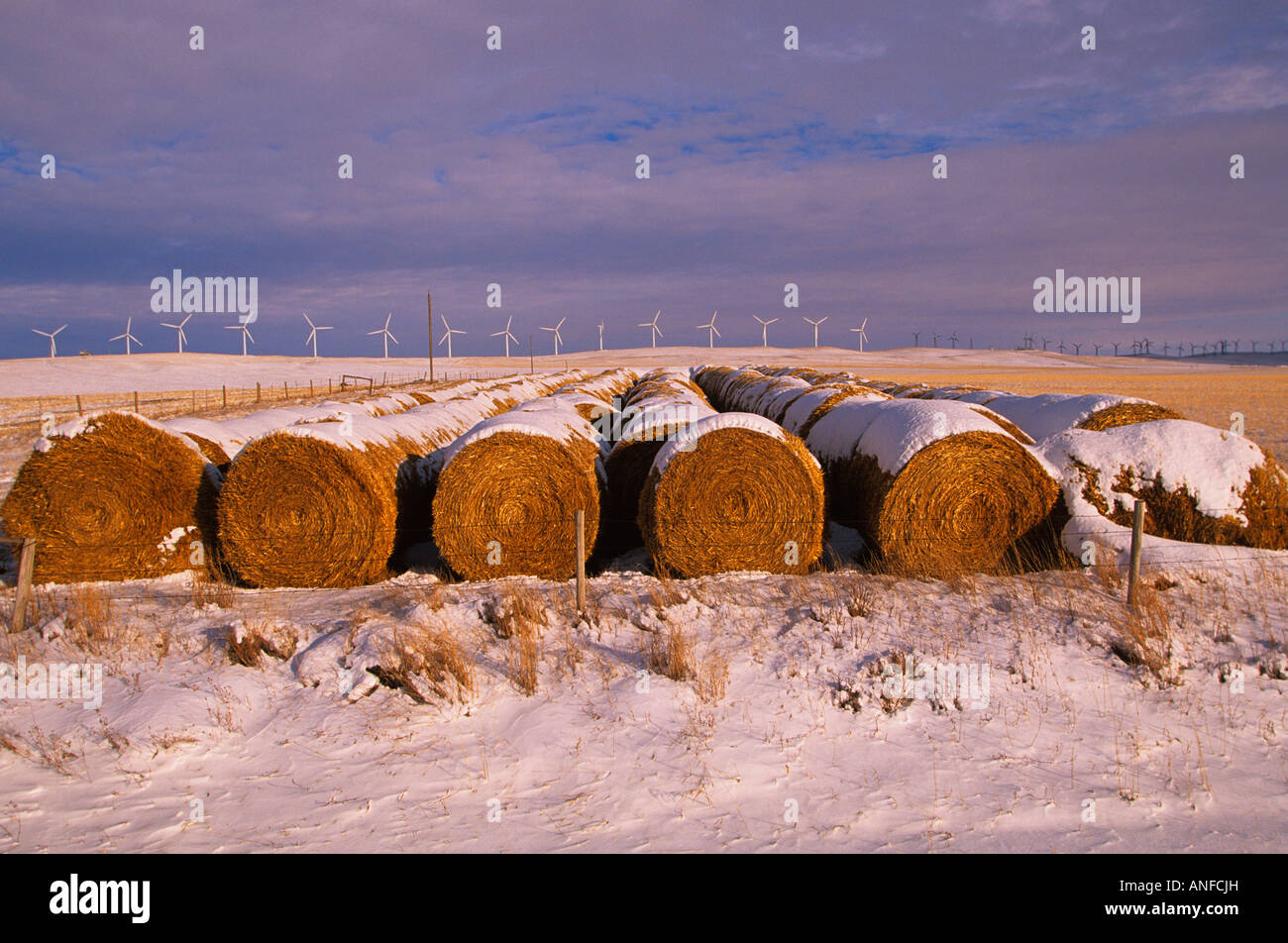 Cowley hi-res stock photography and images - Alamy