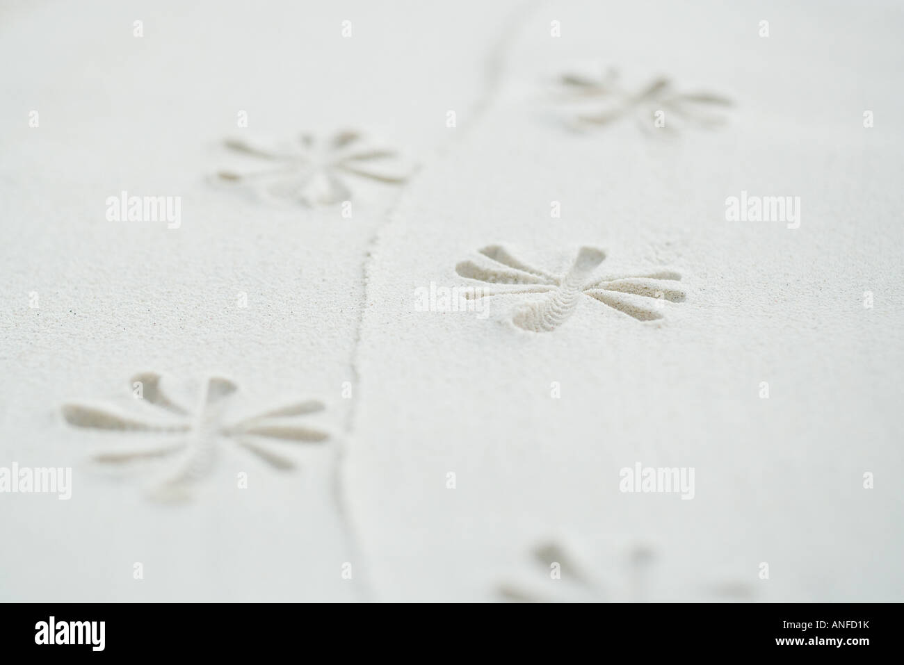 Close up flower drawings hi-res stock photography and images - Alamy