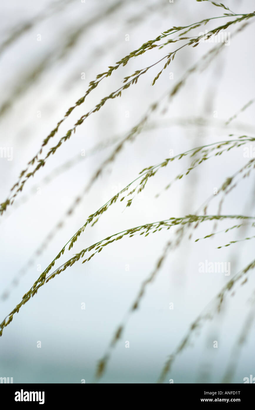 Wispy Evergreen Plant