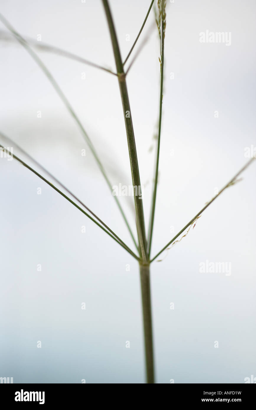 Wispy stems hi-res stock photography and images - Alamy