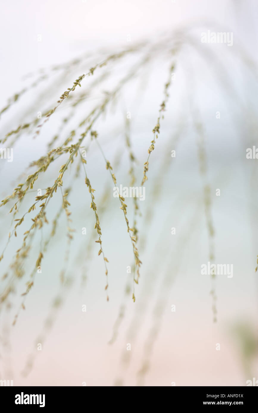 Wispy Evergreen Plant