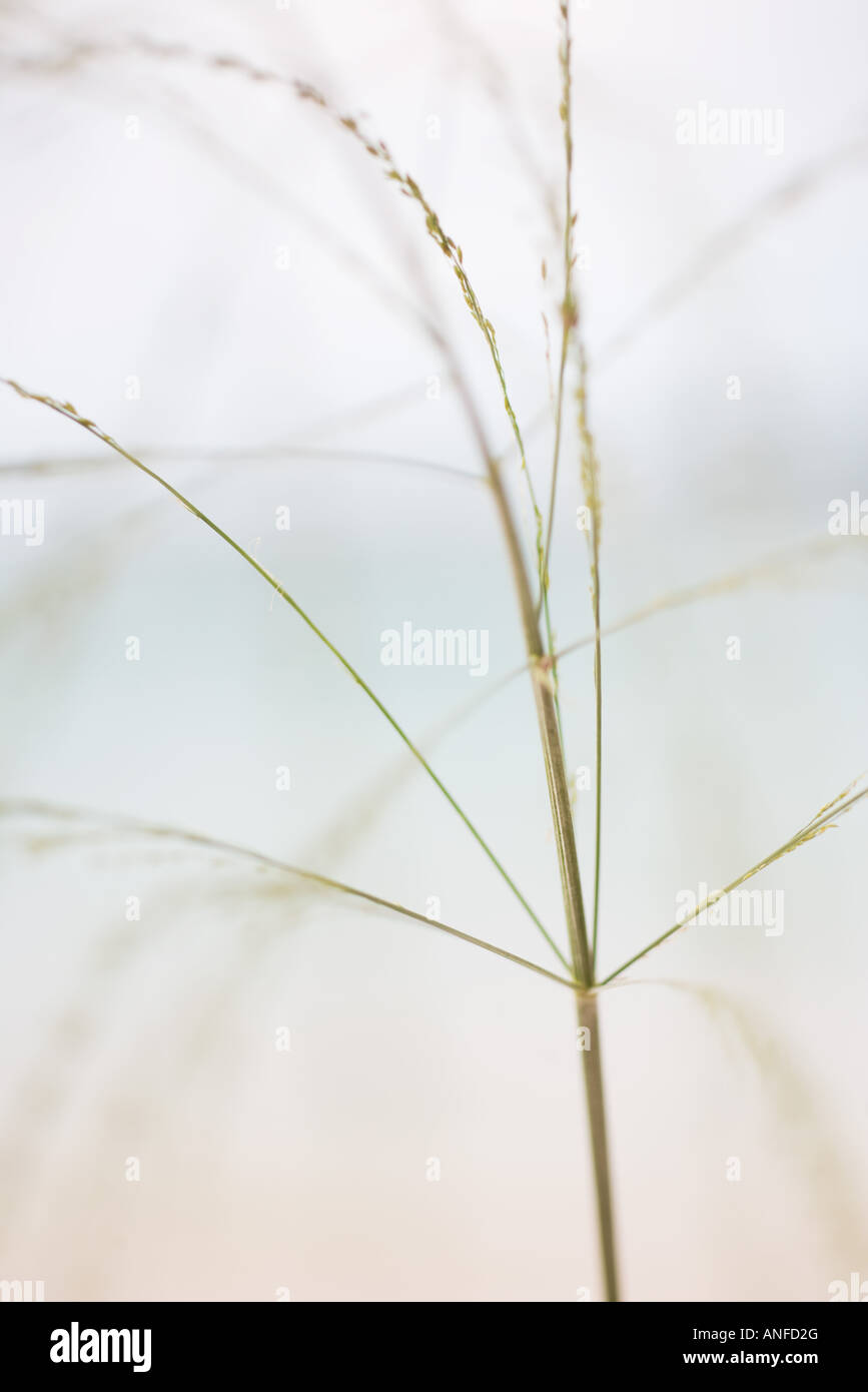 Wispy plant, cropped view Stock Photo - Alamy
