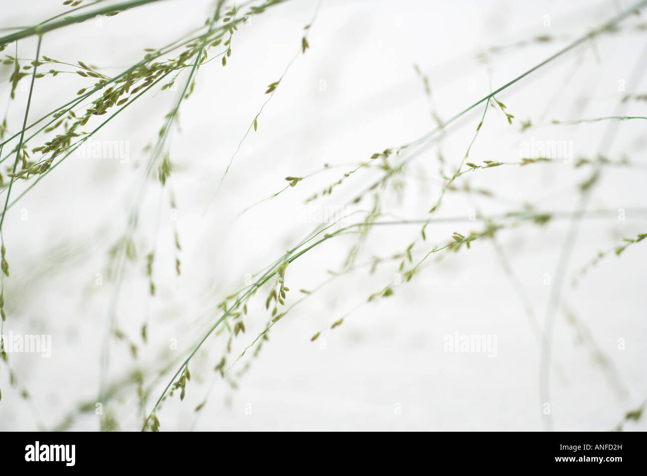 Wispy Evergreen Plant
