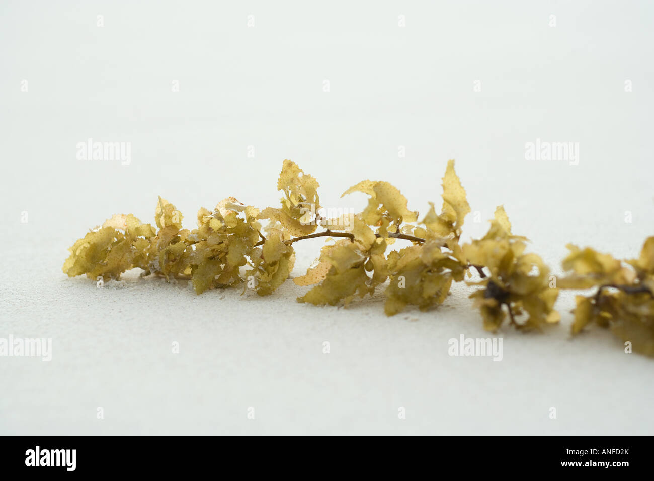 Piece of seaweed on sand, extreme close-up Stock Photo - Alamy