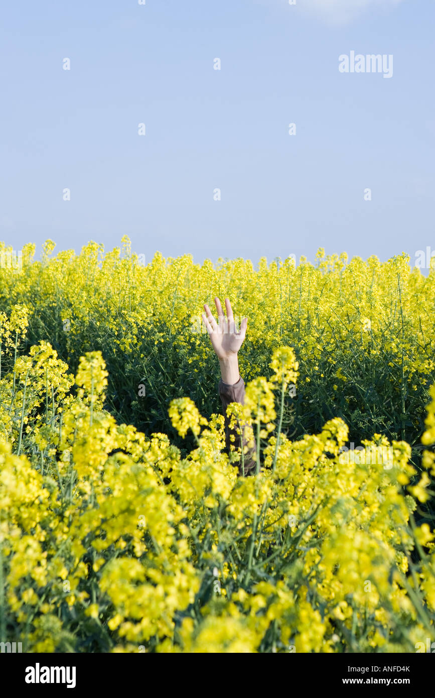 Hand emerging from field of canola Stock Photo - Alamy