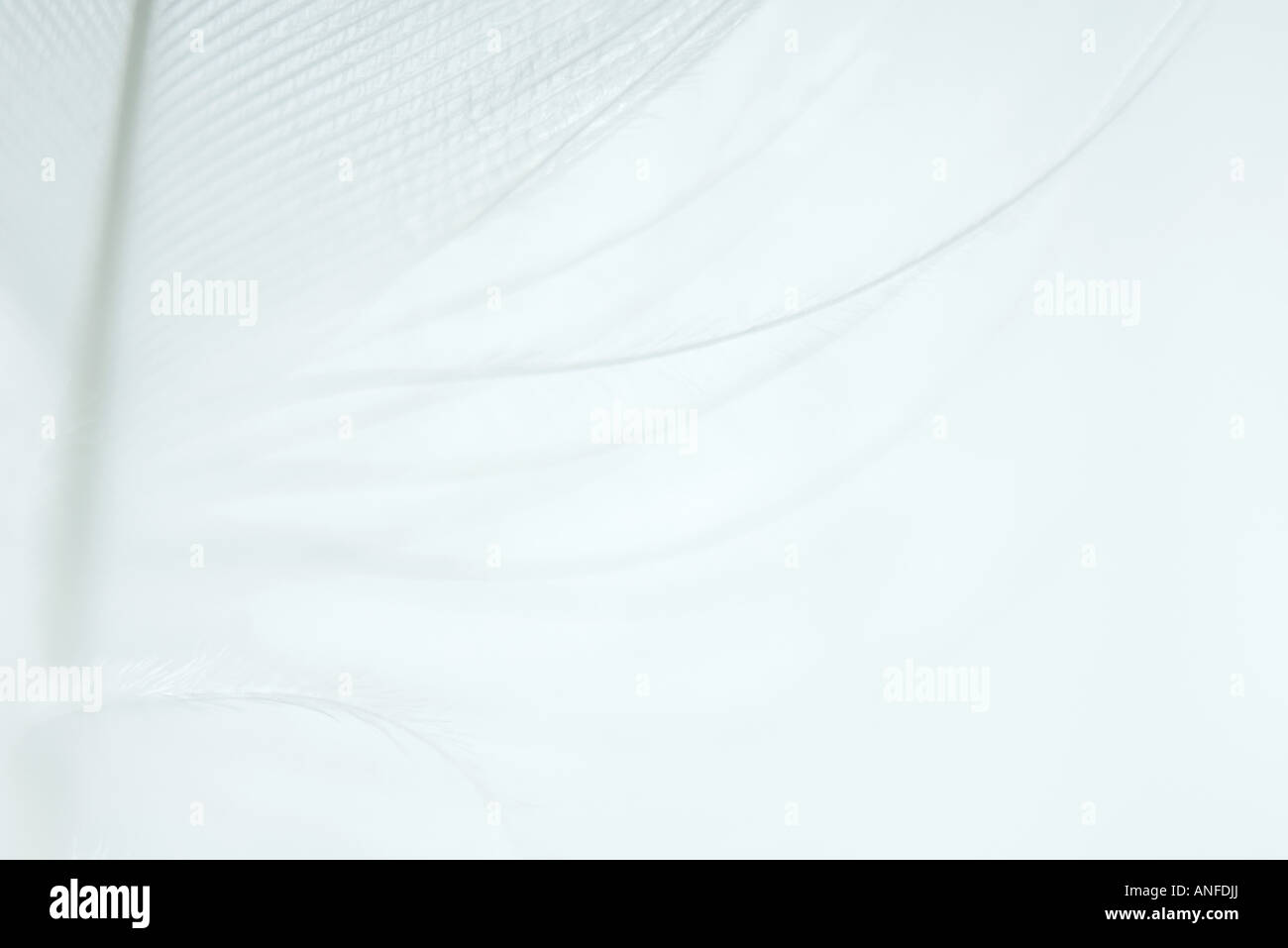White feather against white background Stock Photo - Alamy