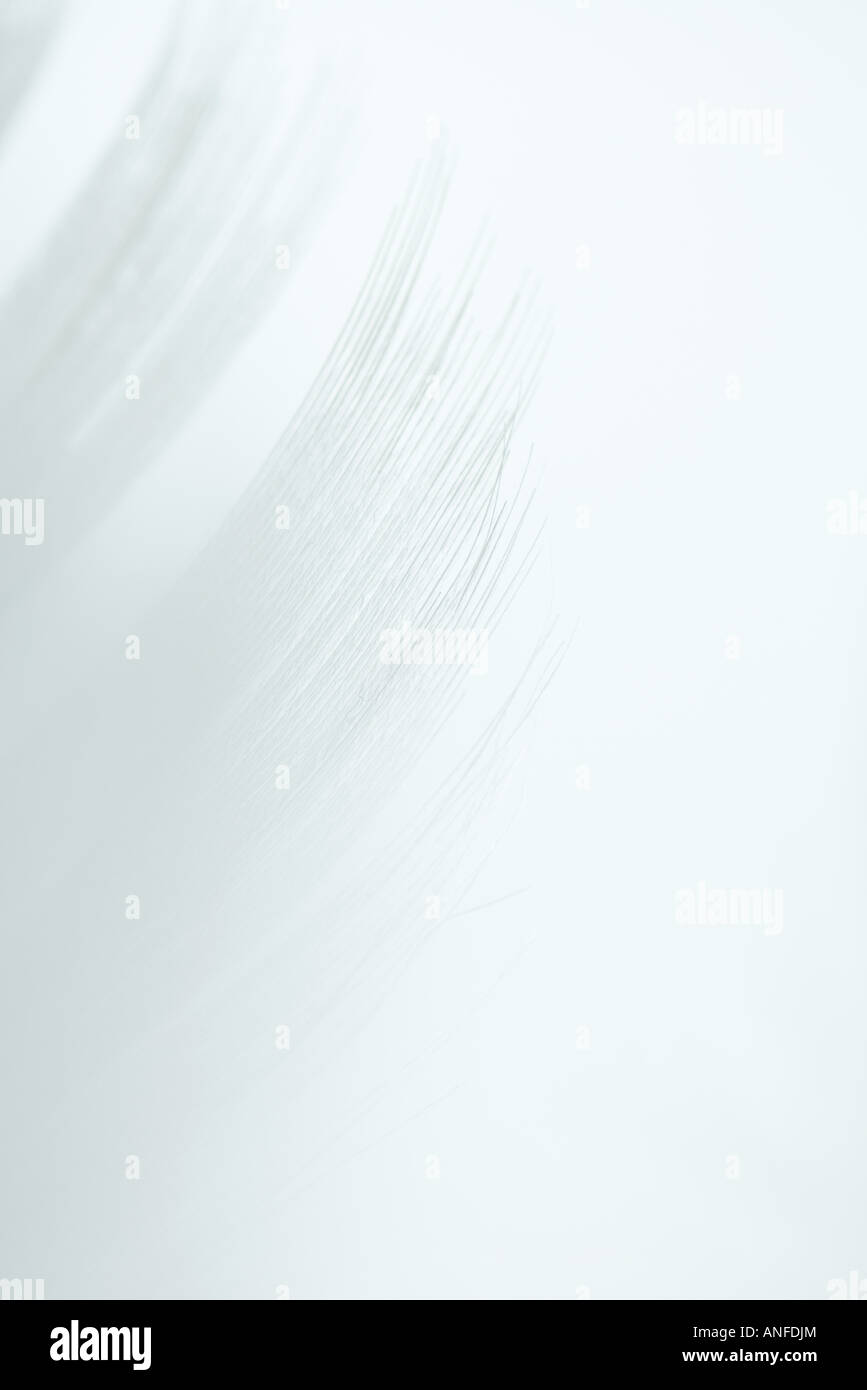 White feather against white background Stock Photo - Alamy