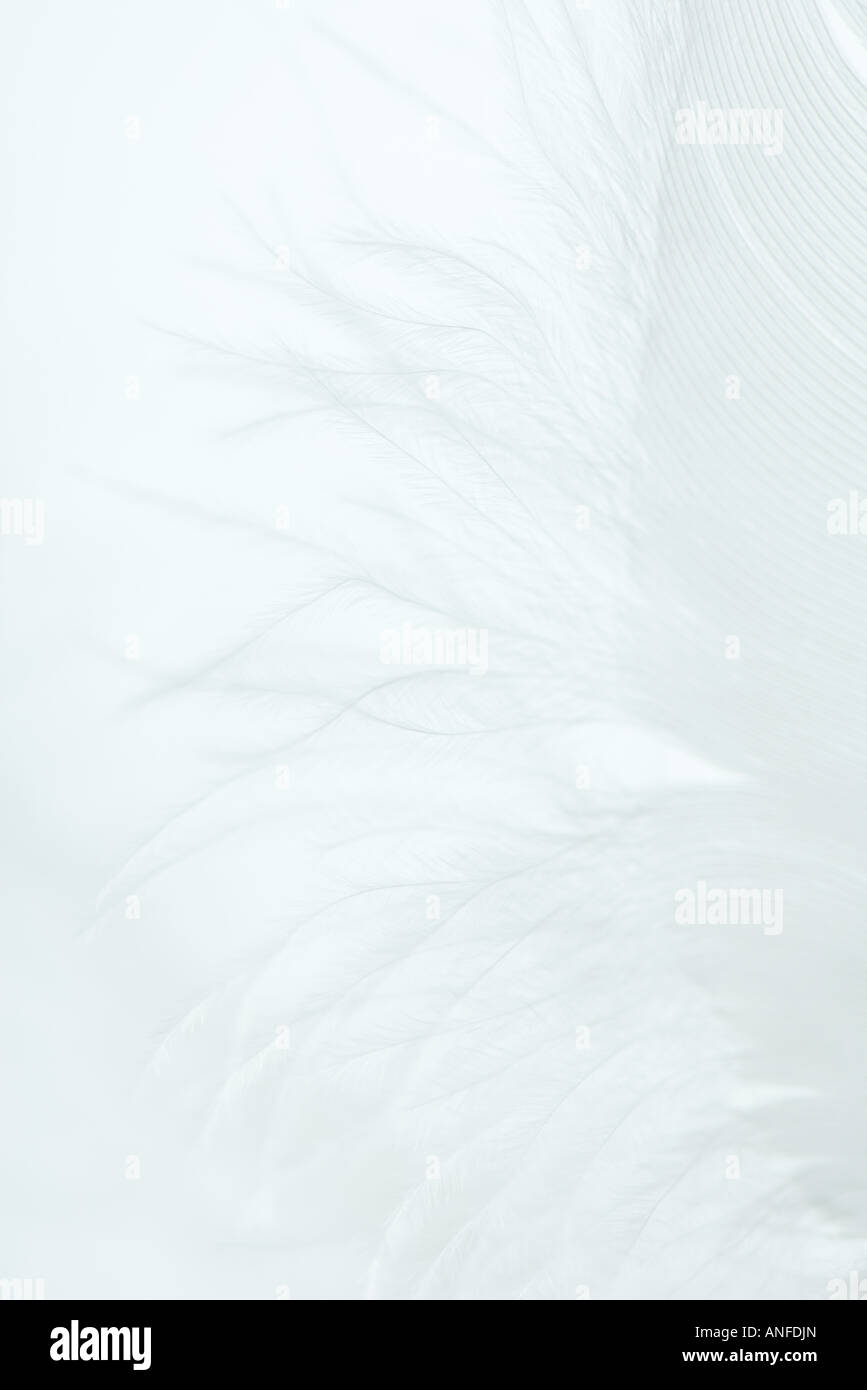 White feather against white background Stock Photo - Alamy