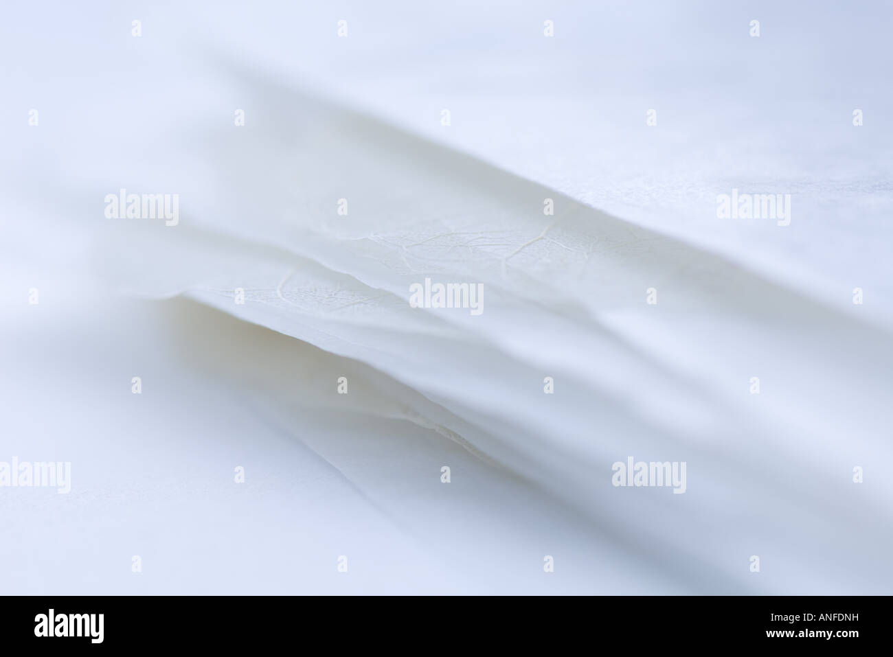 Pale dried leaves stacked on top of each other, extreme close-up Stock ...