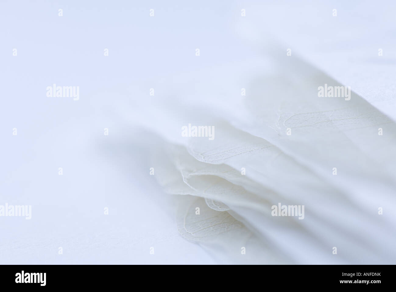 Pale dried leaves stacked on top of each other, extreme close-up Stock ...