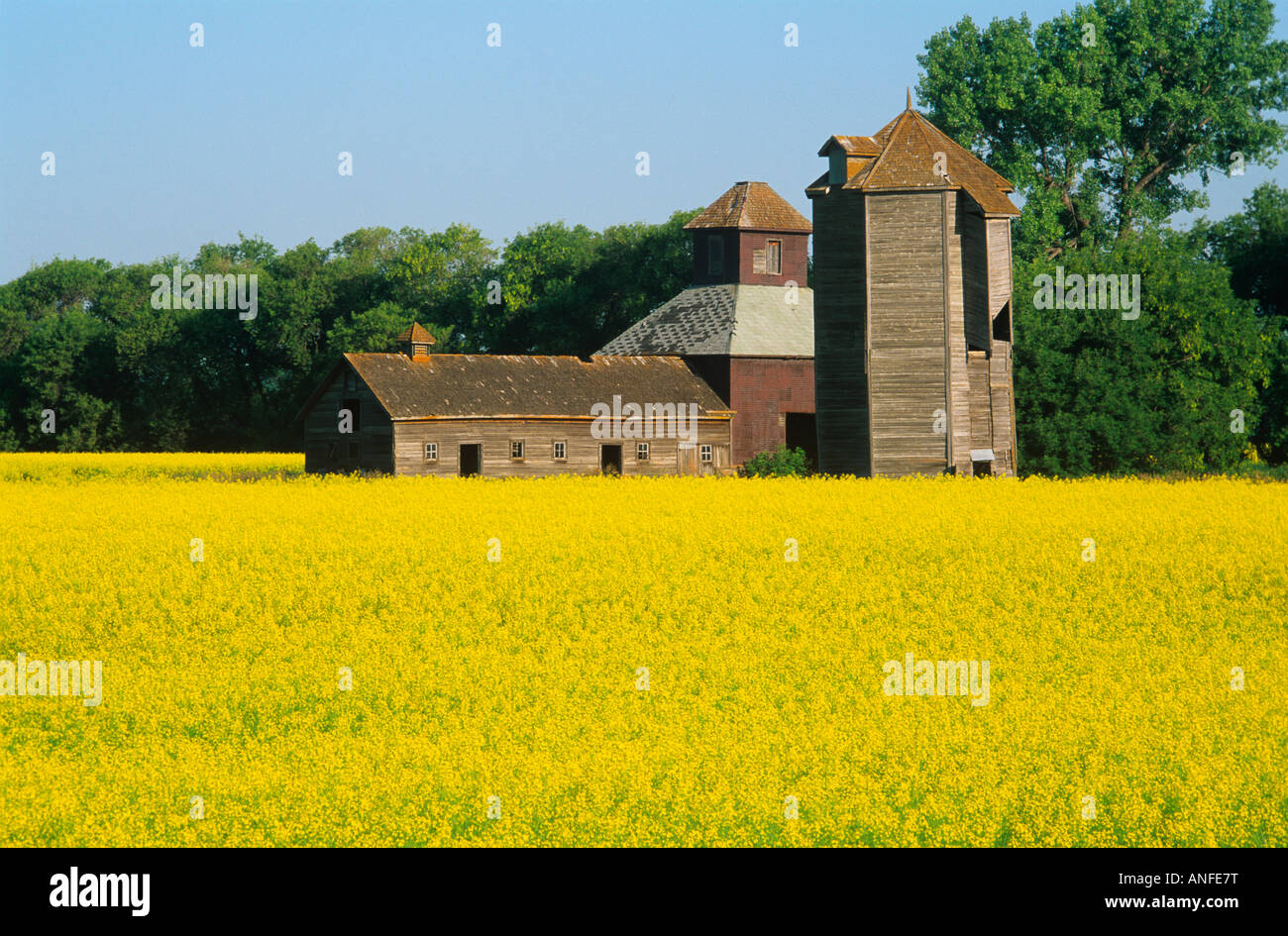 Farming carberry hi-res stock photography and images - Alamy