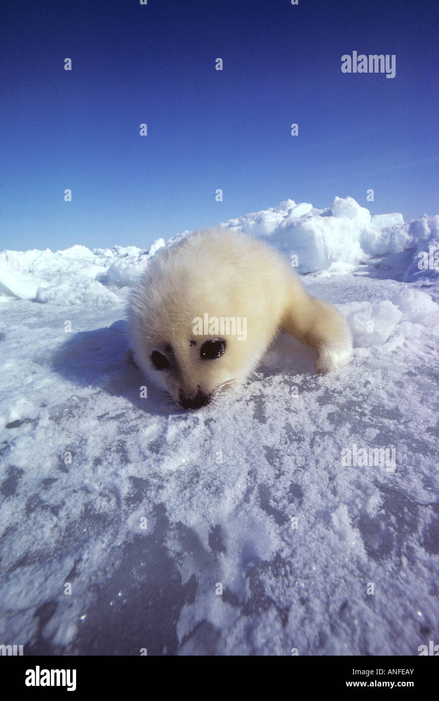 Harp Seal pup (Phoca groenlandica), newfoundland, canada Stock Photo - Alamy