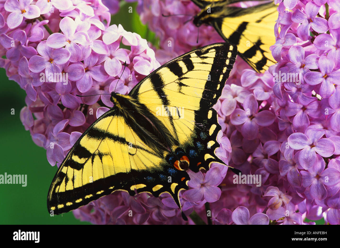Canadian tiger swallowtail papilio canadensis hi-res stock photography ...