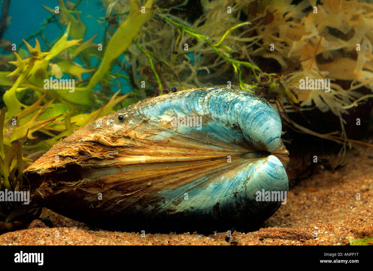 Spisula solidissima hi-res stock photography and images - Alamy