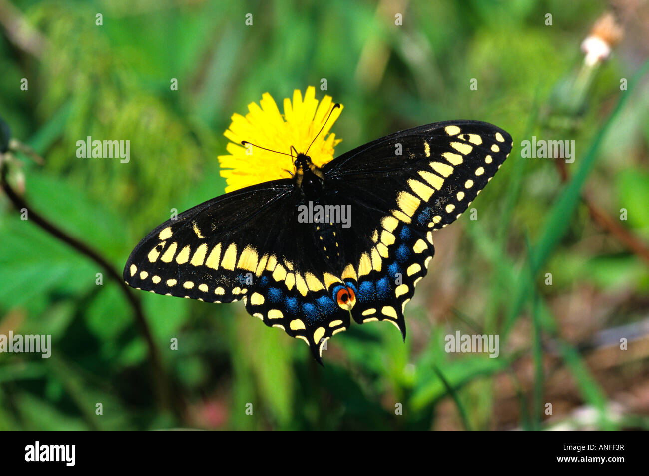 Short-tailed black Swallowtail Butterfly (Papilio brevicauda) feeding ...