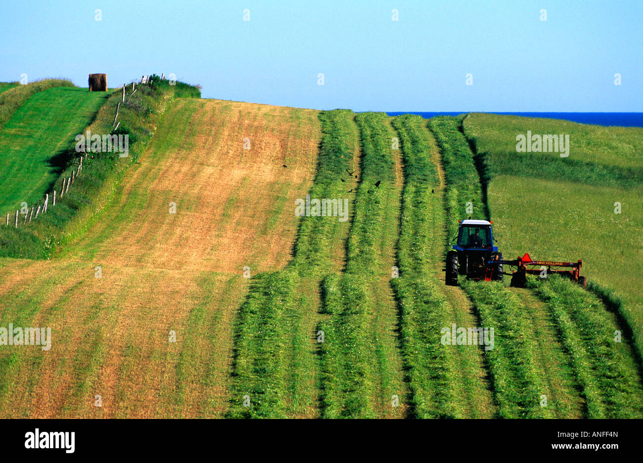Farming, prince edward island, canada Stock Photo - Alamy