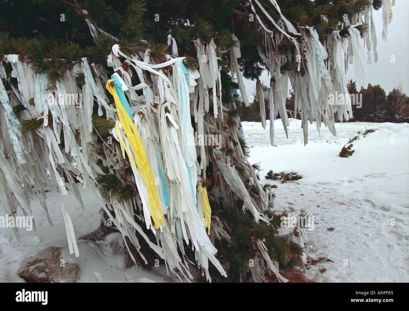Yalama tied up on trees branches ribbons of different colors ancient ...