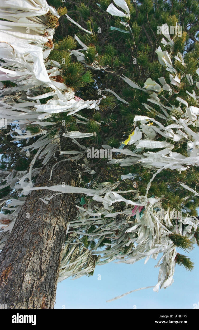 Yalama tied up on trees branches ribbons of different colors ancient ...