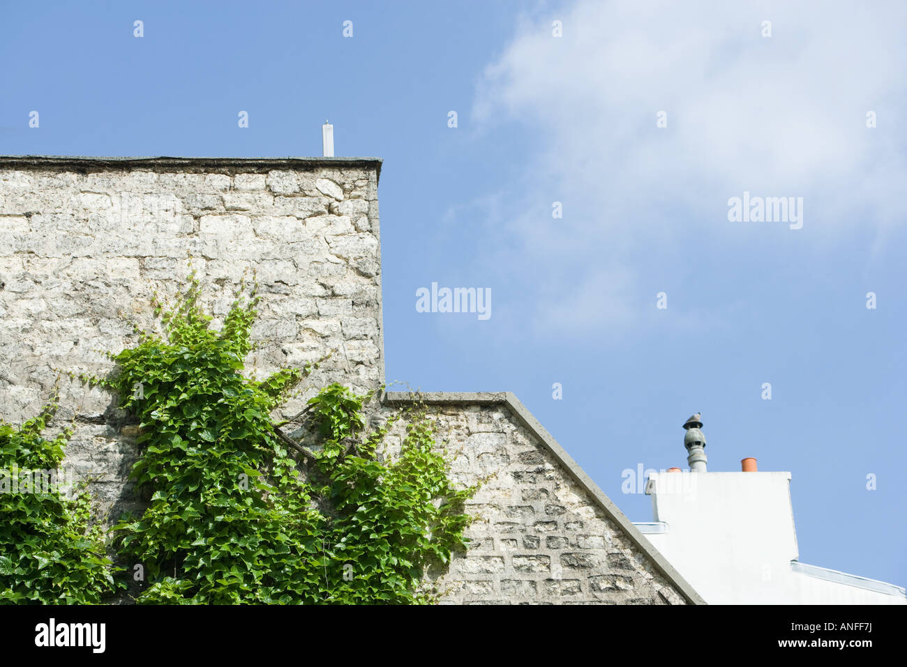 Vine growing on side of building Stock Photo - Alamy Vine growing on side of building Stock Photo - Alamy