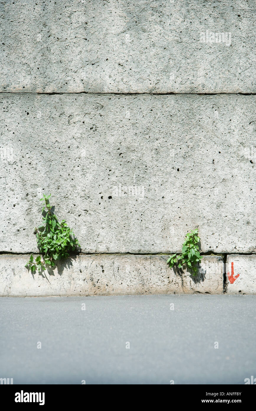 Weeds growing from cracks in wall Stock Photo - Alamy