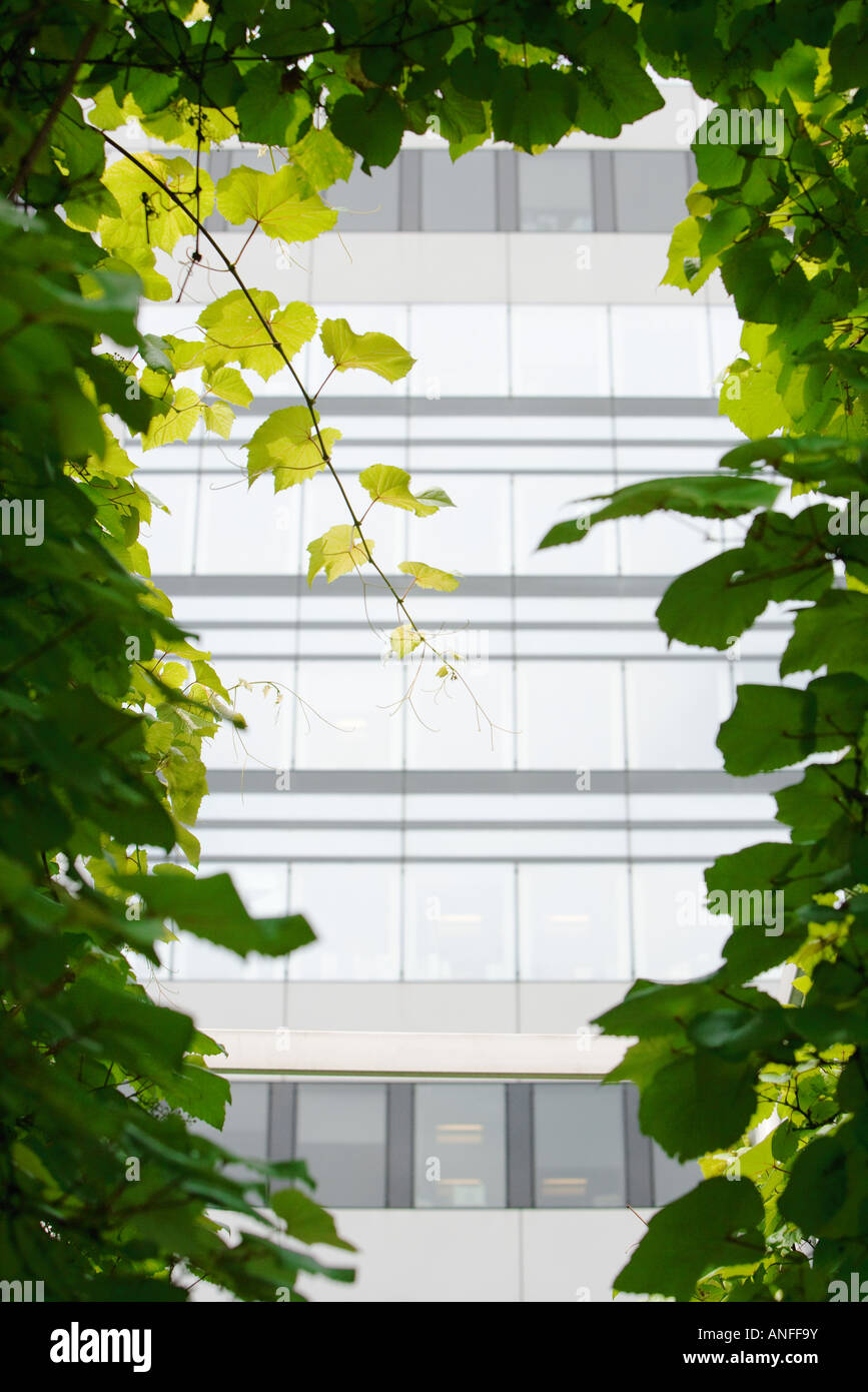 Office building seen through vines Stock Photo - Alamy