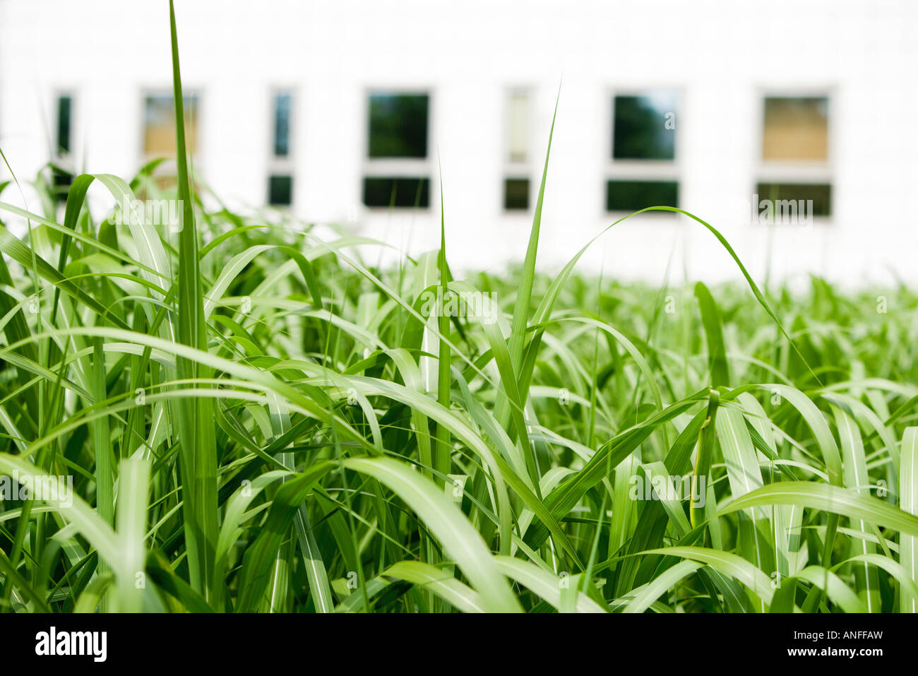 Grass, building in background Stock Photo - Alamy