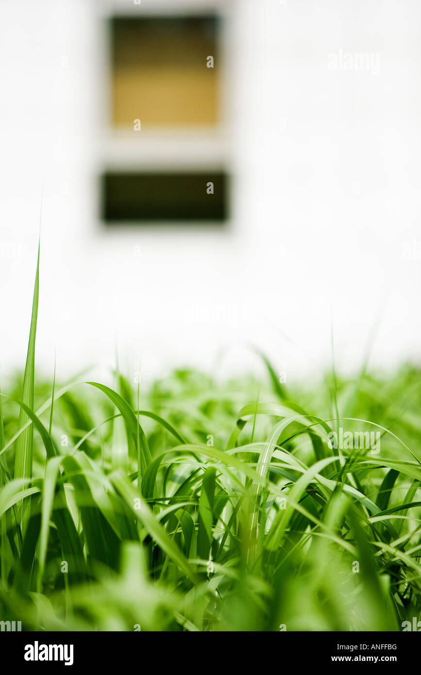 Grass, surface level view Stock Photo - Alamy