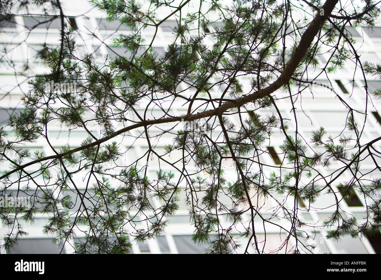 Tree branch, office building in background Stock Photo - Alamy