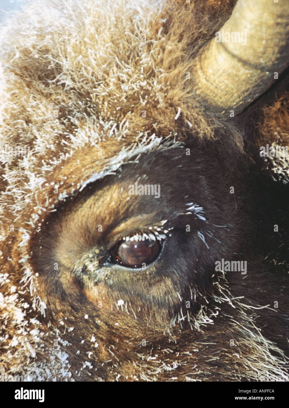 European Bison Snout the Cherginskiy Preserve Altai Russia Stock Photo ...